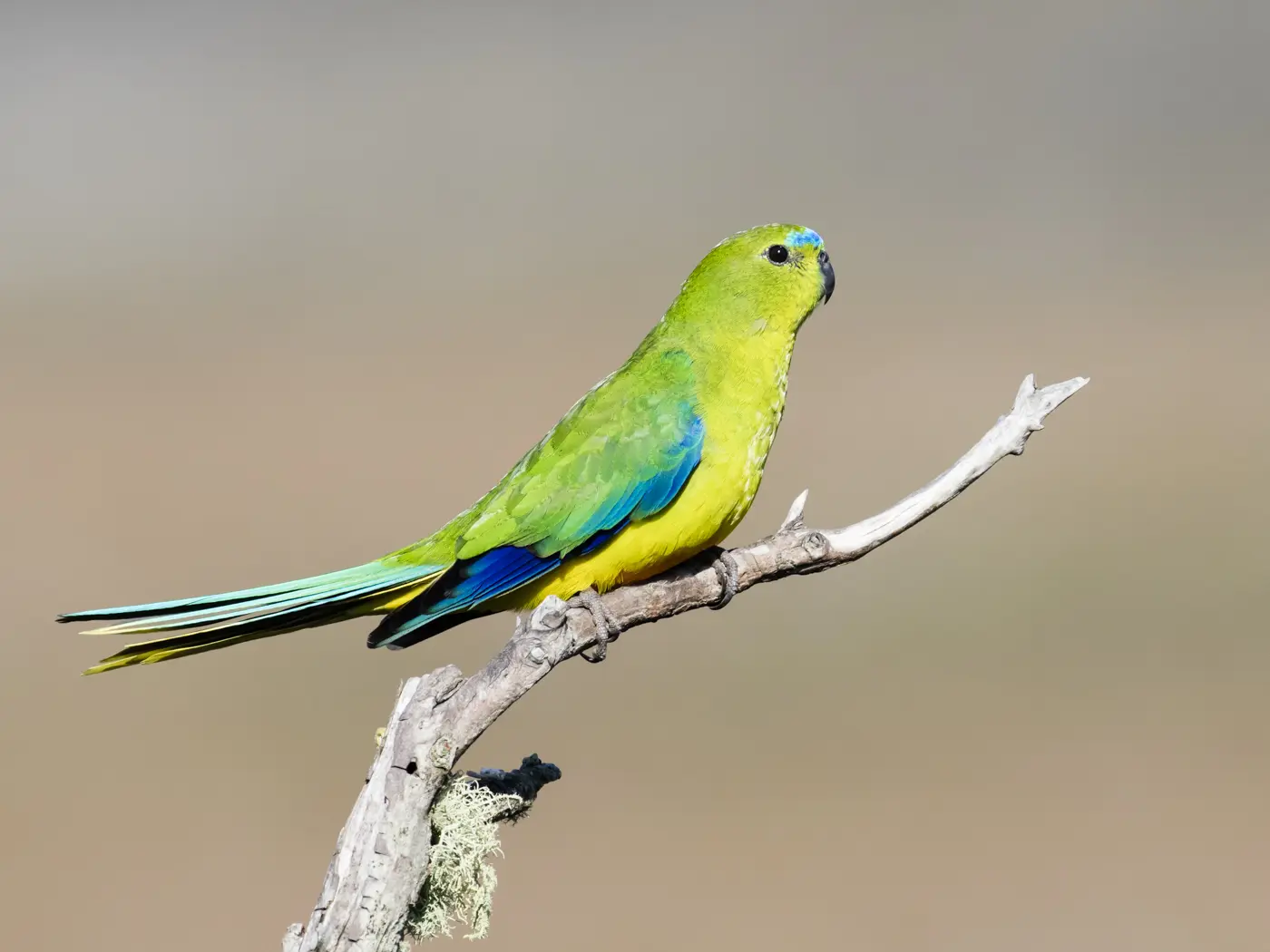 A record-breaking season for Critically Endangered Orange-bellied ...