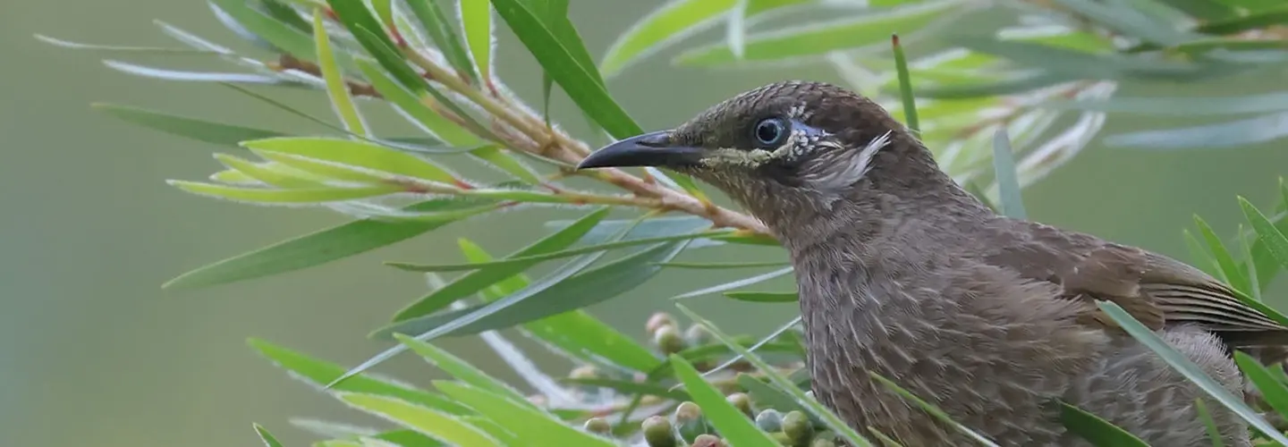 BirdLife Mackay - BirdLife Australia