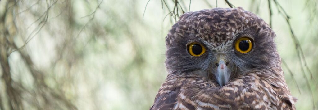 August bird of the month: Powerful Owl - BirdLife Australia