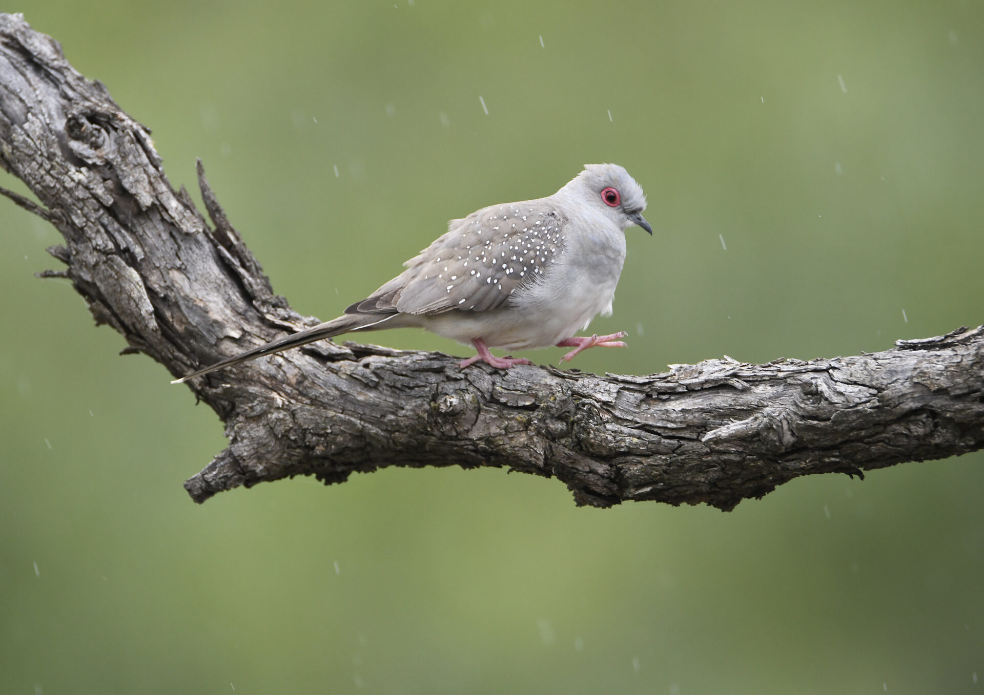 September bird of the month: Diamond Dove - BirdLife Australia