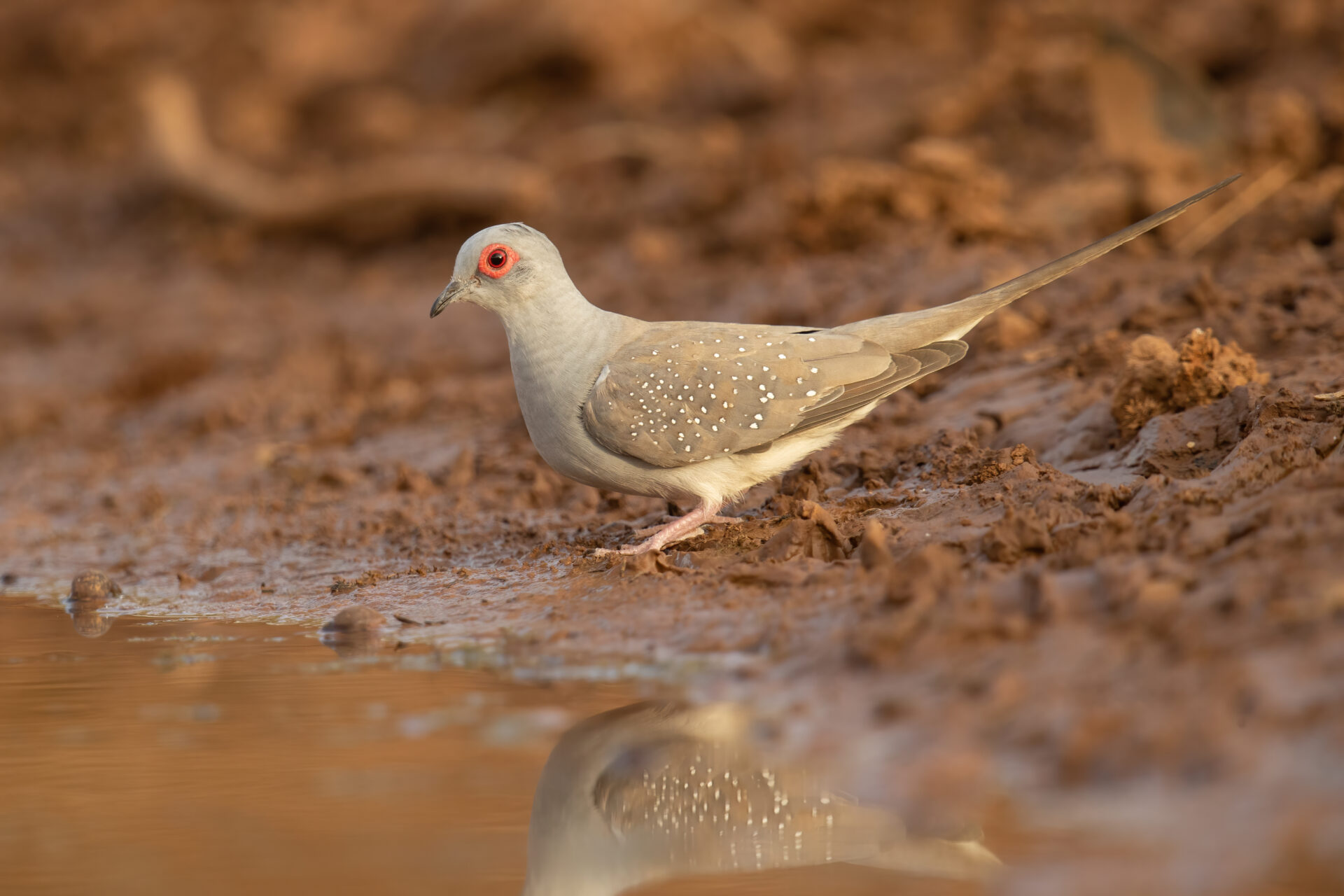 September bird of the month: Diamond Dove - BirdLife Australia