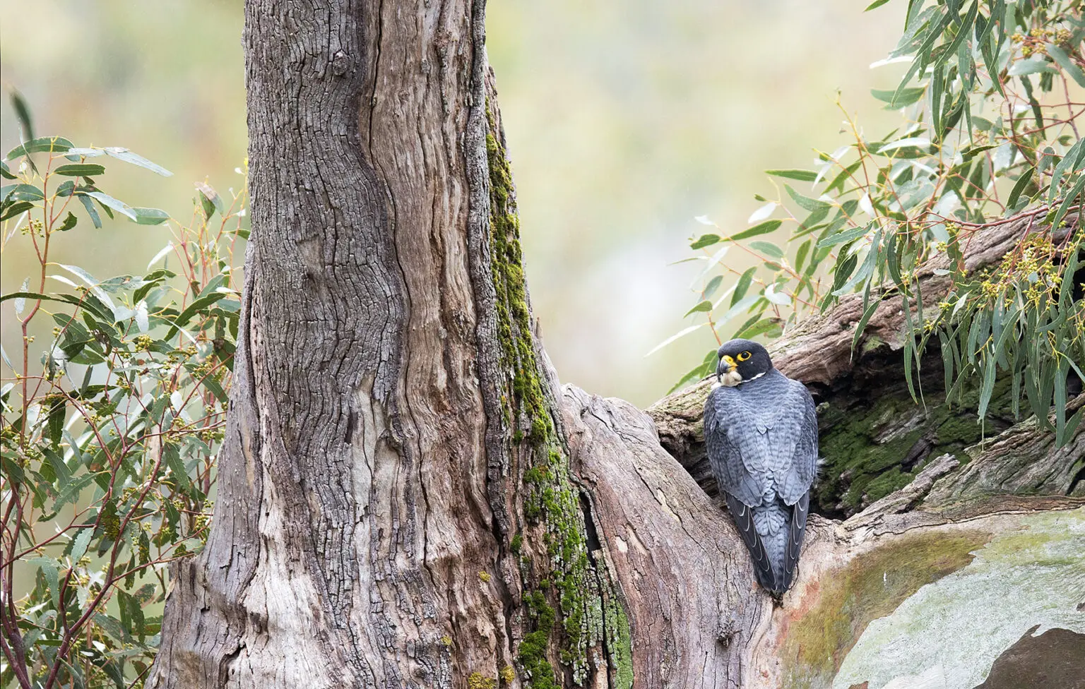 October bird of the month: Peregrine Falcon - BirdLife Australia