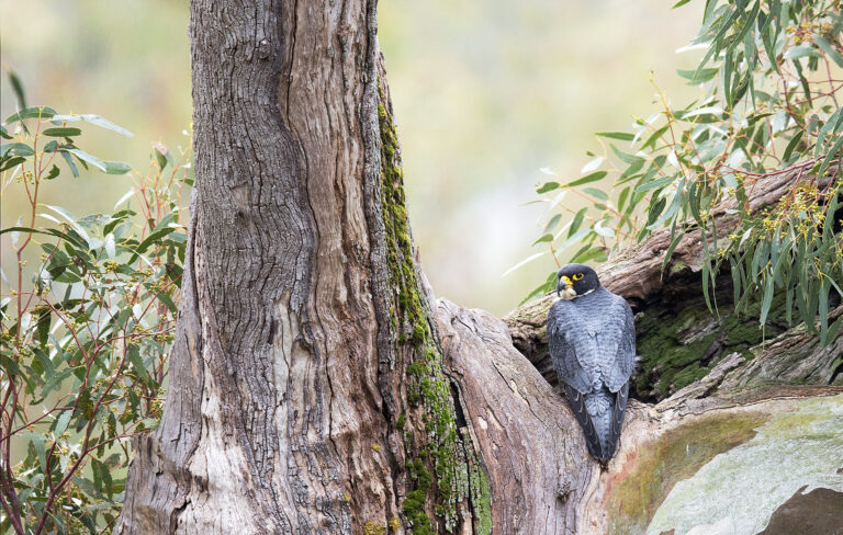 October bird of the month: Peregrine Falcon - BirdLife Australia