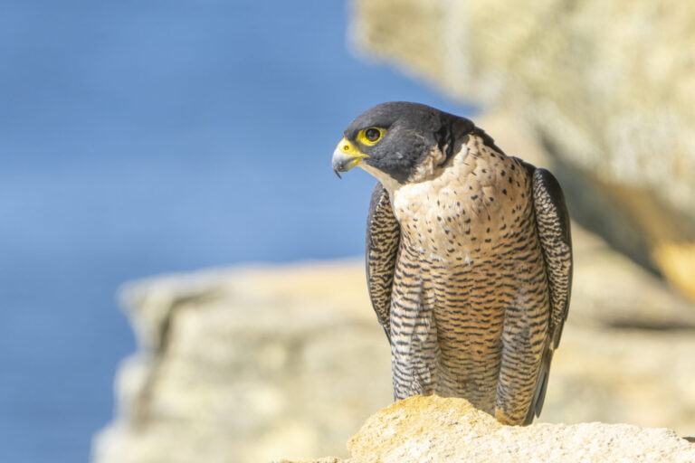 October bird of the month: Peregrine Falcon - BirdLife Australia