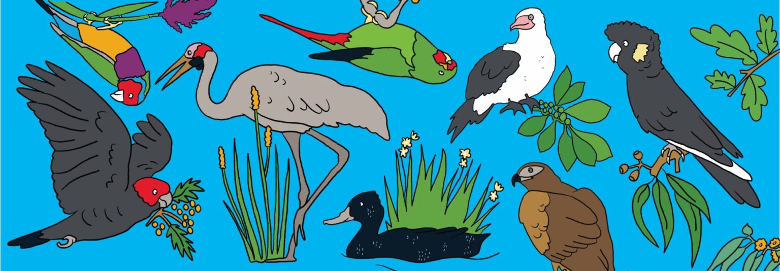 2024 Aussie Bird Count results are in! - BirdLife Australia