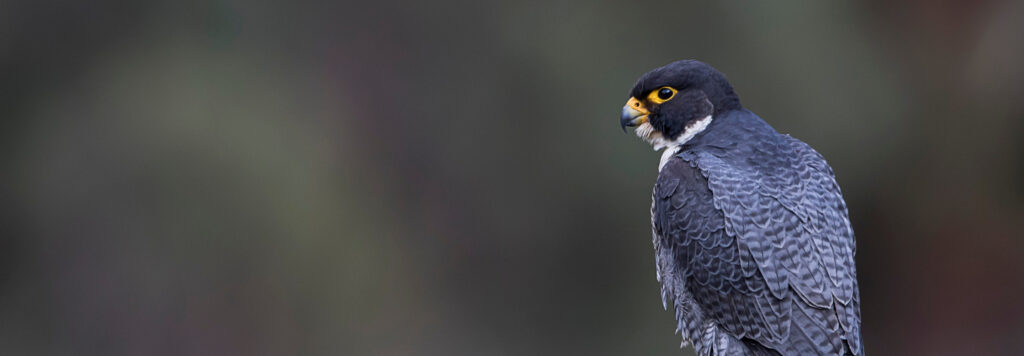October bird of the month: Peregrine Falcon - BirdLife Australia