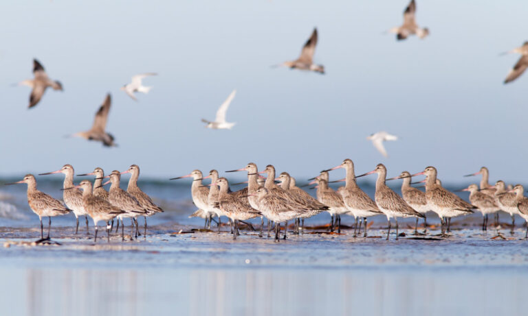 Avian Influenza continues its spread around the globe - BirdLife Australia