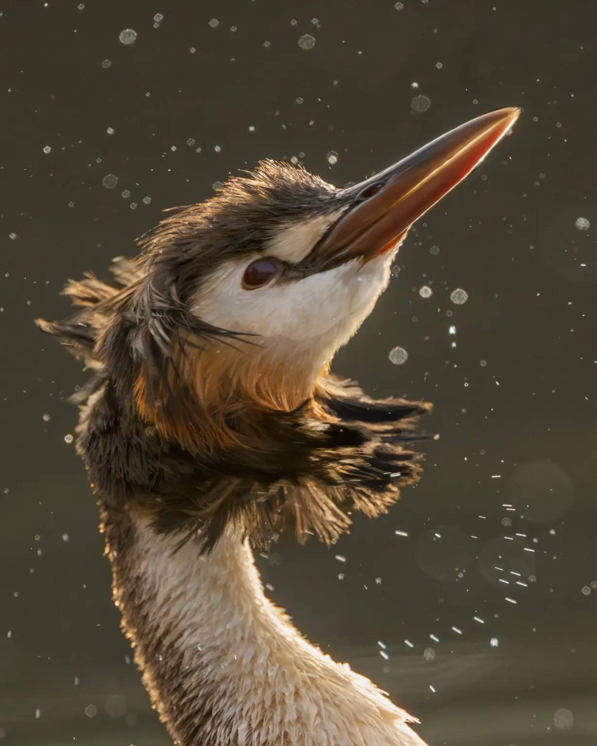 Your 2024 BirdLife Australia Photography Awards finalists - BirdLife ...