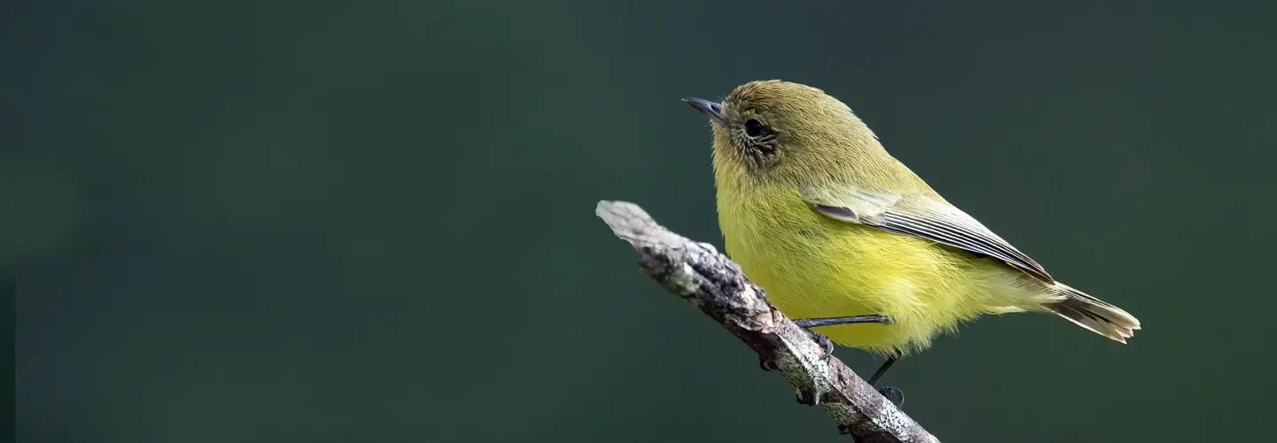 Agnes Banks Nature Reserve - BirdLife Australia