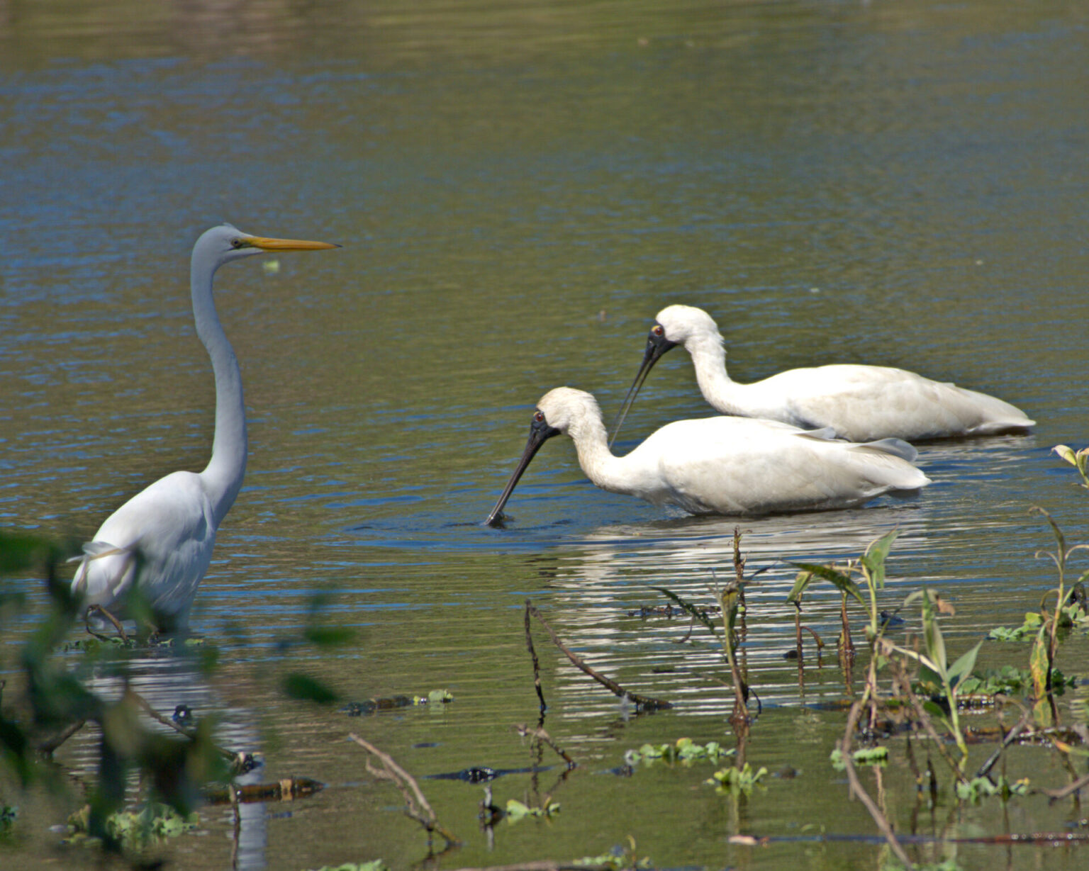 Birdlife Mackay List of Outings 2025 - BirdLife Australia