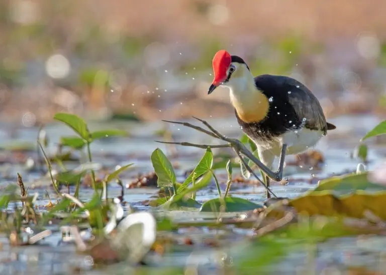 10 weird, wacky and wonderful Australian birds - BirdLife Australia