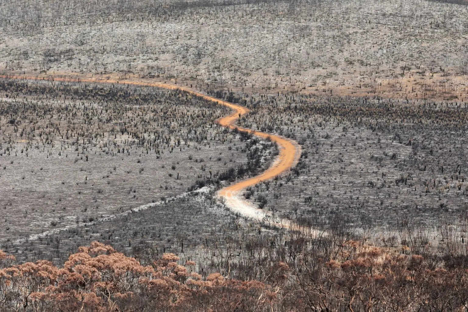 Bouncing back: Kangaroo Island rises from the ashes - BirdLife Australia