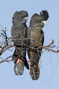 Great Cocky Count Resources - BirdLife Australia