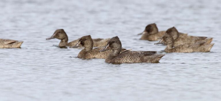 Vic 2025 duck hunt triggers concerns for declining waterbirds - BirdLife Australia