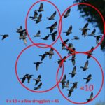 Great Cocky Count Resources - BirdLife Australia