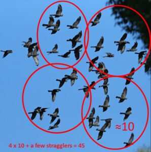 Great Cocky Count Resources - BirdLife Australia