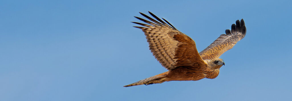 Endangered Red Goshawk photographed for first time in Central Australia ...