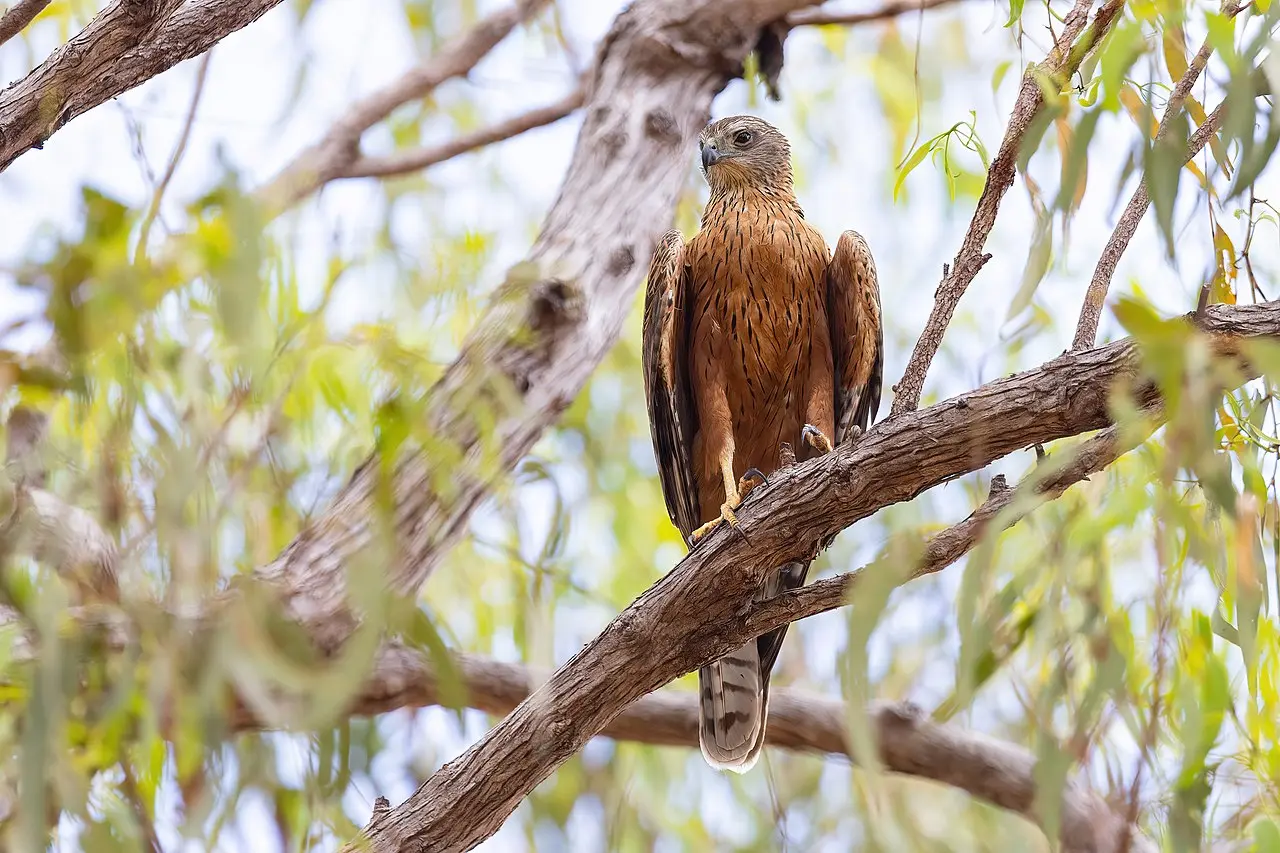 Endangered Red Goshawk photographed for first time in Central Australia ...