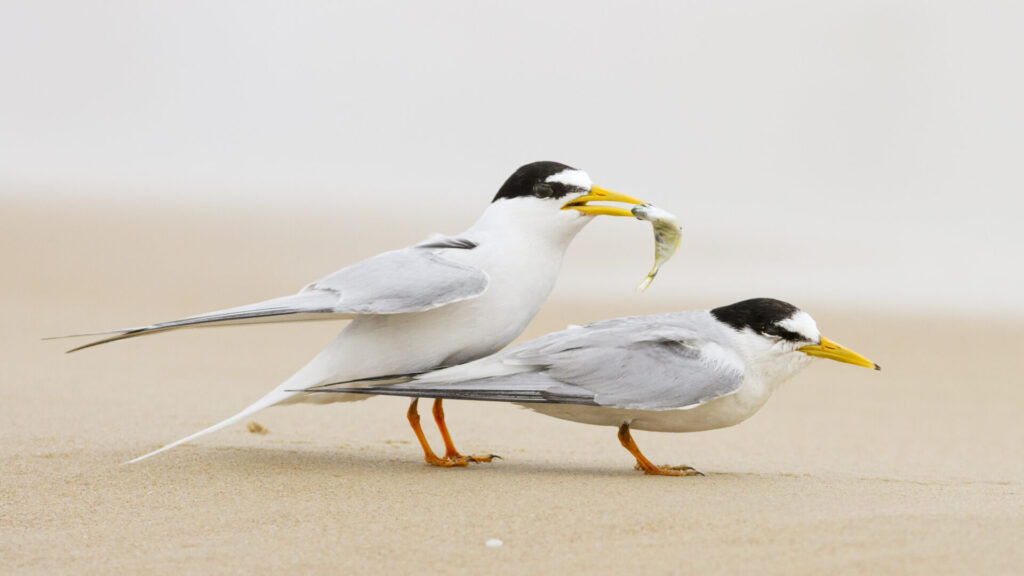 May bird of the month: Little Tern - BirdLife Australia