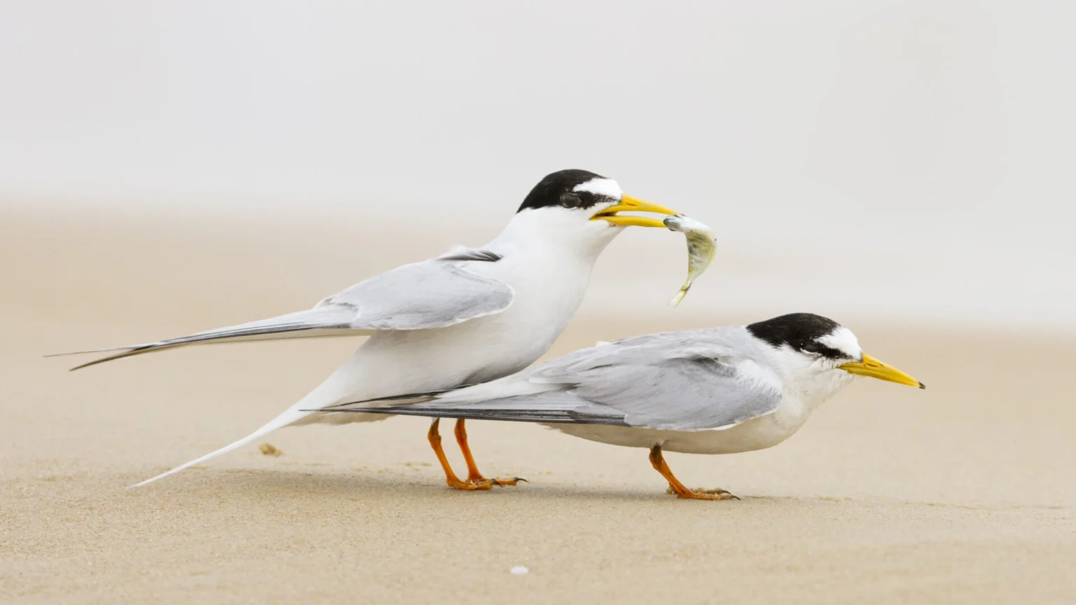 May bird of the month: Little Tern - BirdLife Australia