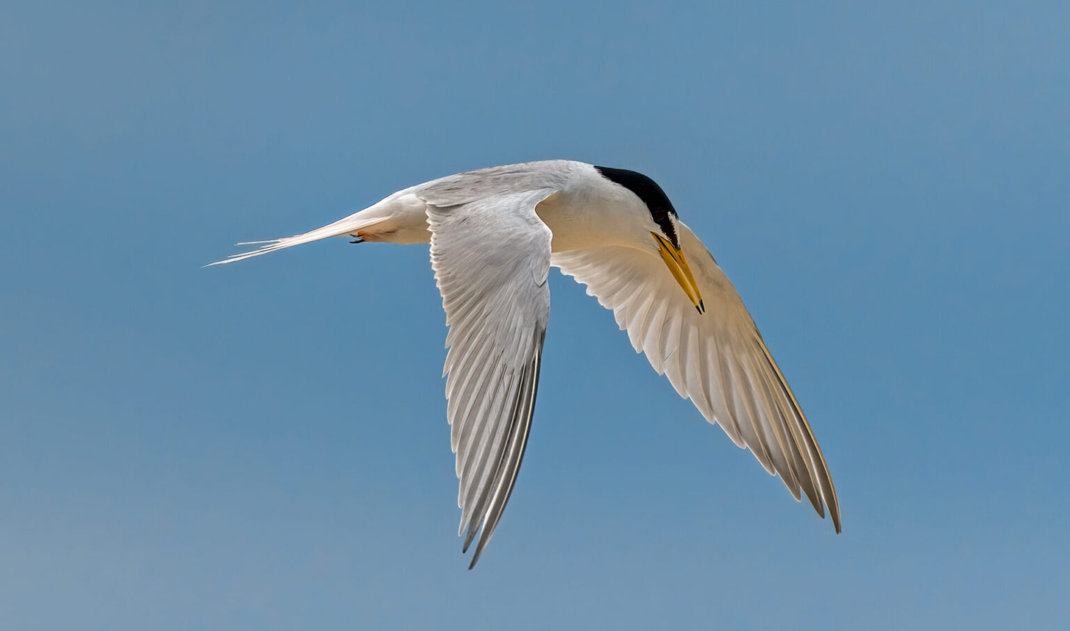 May bird of the month: Little Tern - BirdLife Australia