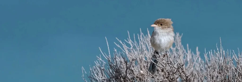 Shop - BirdLife Australia