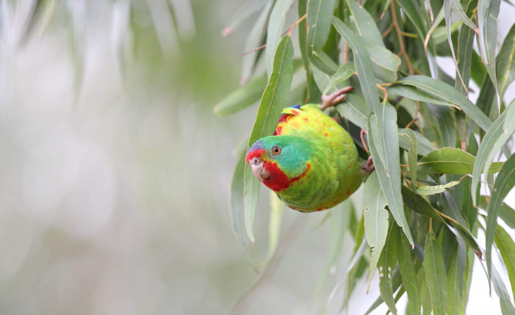 Nature Law reform fails to deliver for birds and nature - BirdLife ...