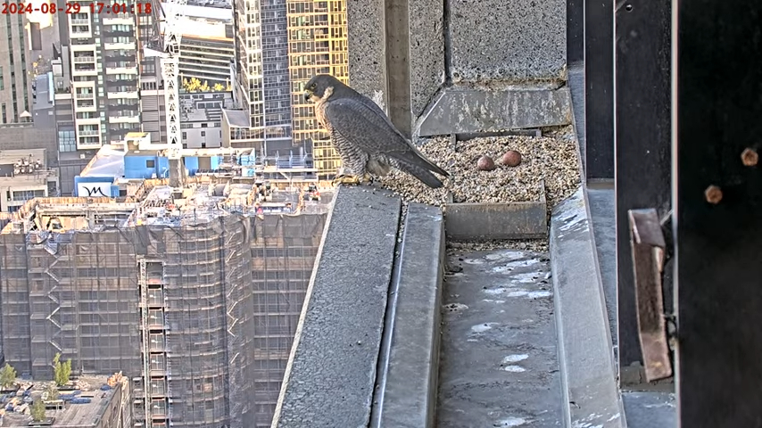 Birdwatching online: 5 bird livestreams - BirdLife Australia