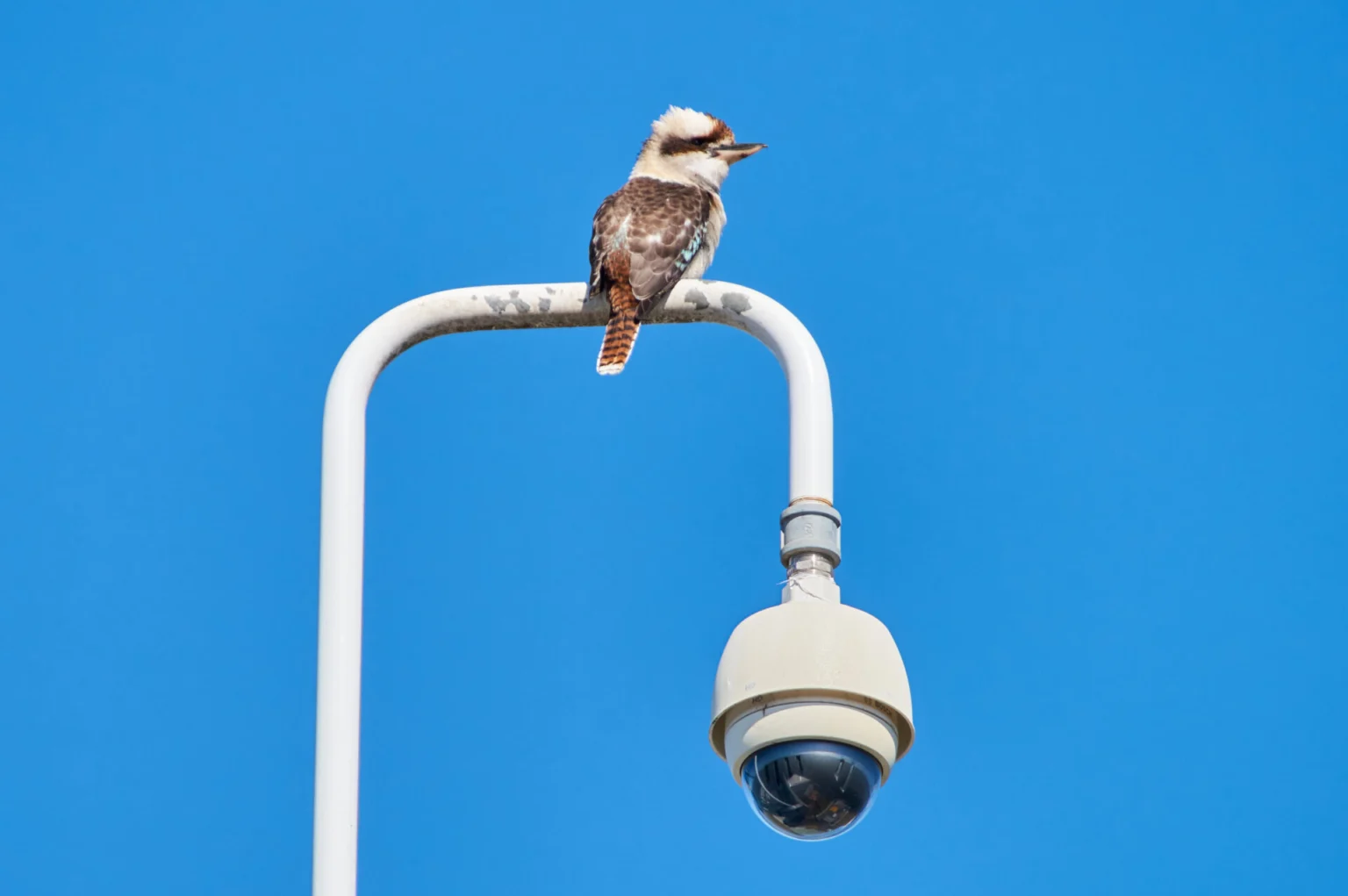 Birdwatching online: 5 bird livestreams - BirdLife Australia