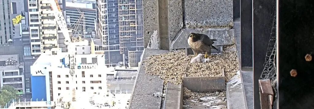 Birdwatching online: 5 bird livestreams - BirdLife Australia