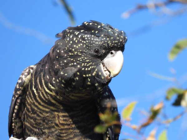 Hope ahead of 30th annual Red-tailed Black-Cockatoo count - BirdLife ...
