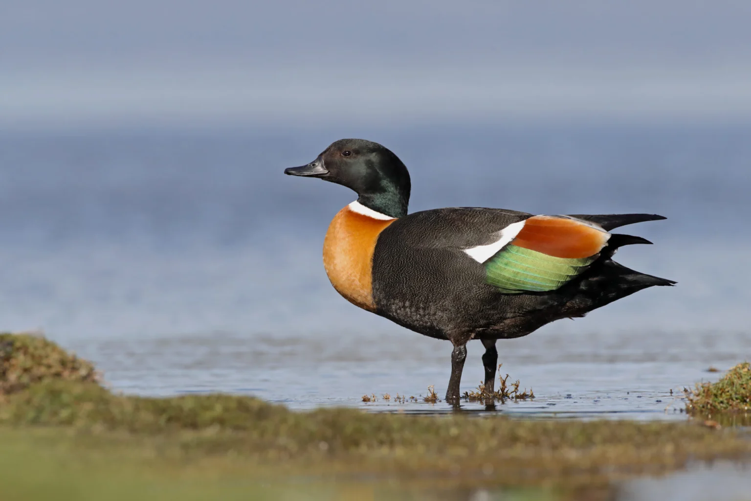 H5N1 Avian Influenza - BirdLife Australia