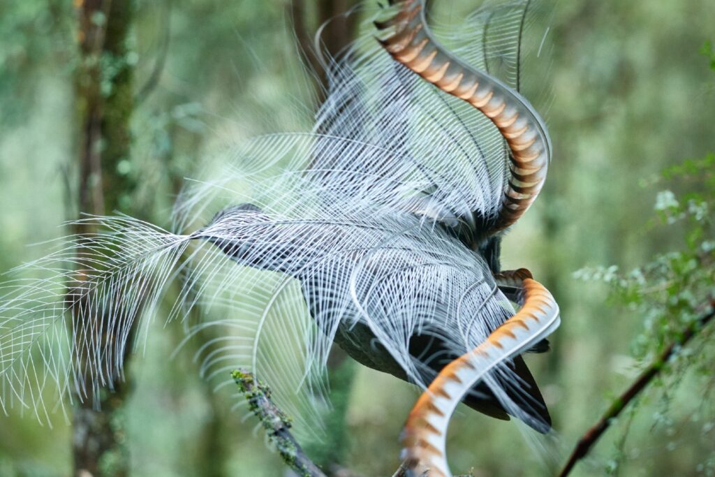 Birdlife Australia celebrates Include a Charity Week - BirdLife Australia