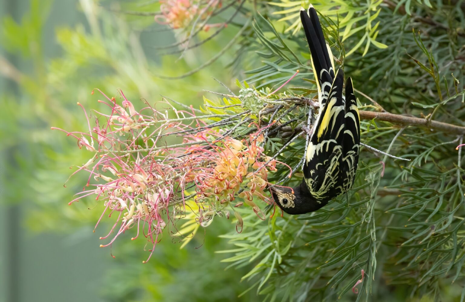 Bird of the Year 2025: Regent Honeyeater - BirdLife Australia