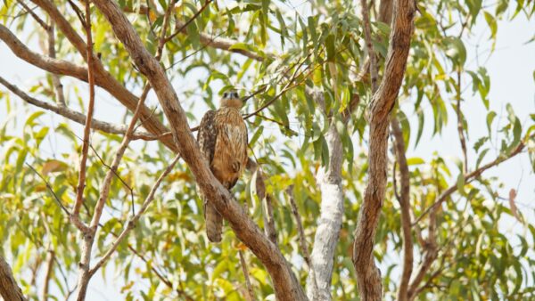 Bird of the Year 2025: Red Goshawk - BirdLife Australia