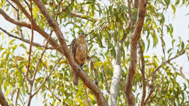 Bird of the Year 2025: Red Goshawk - BirdLife Australia