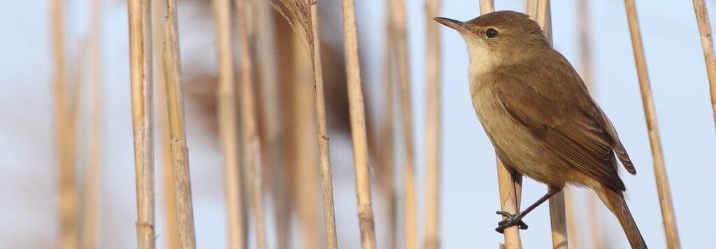 October bird of the month: Australian Reed-Warbler - BirdLife Australia