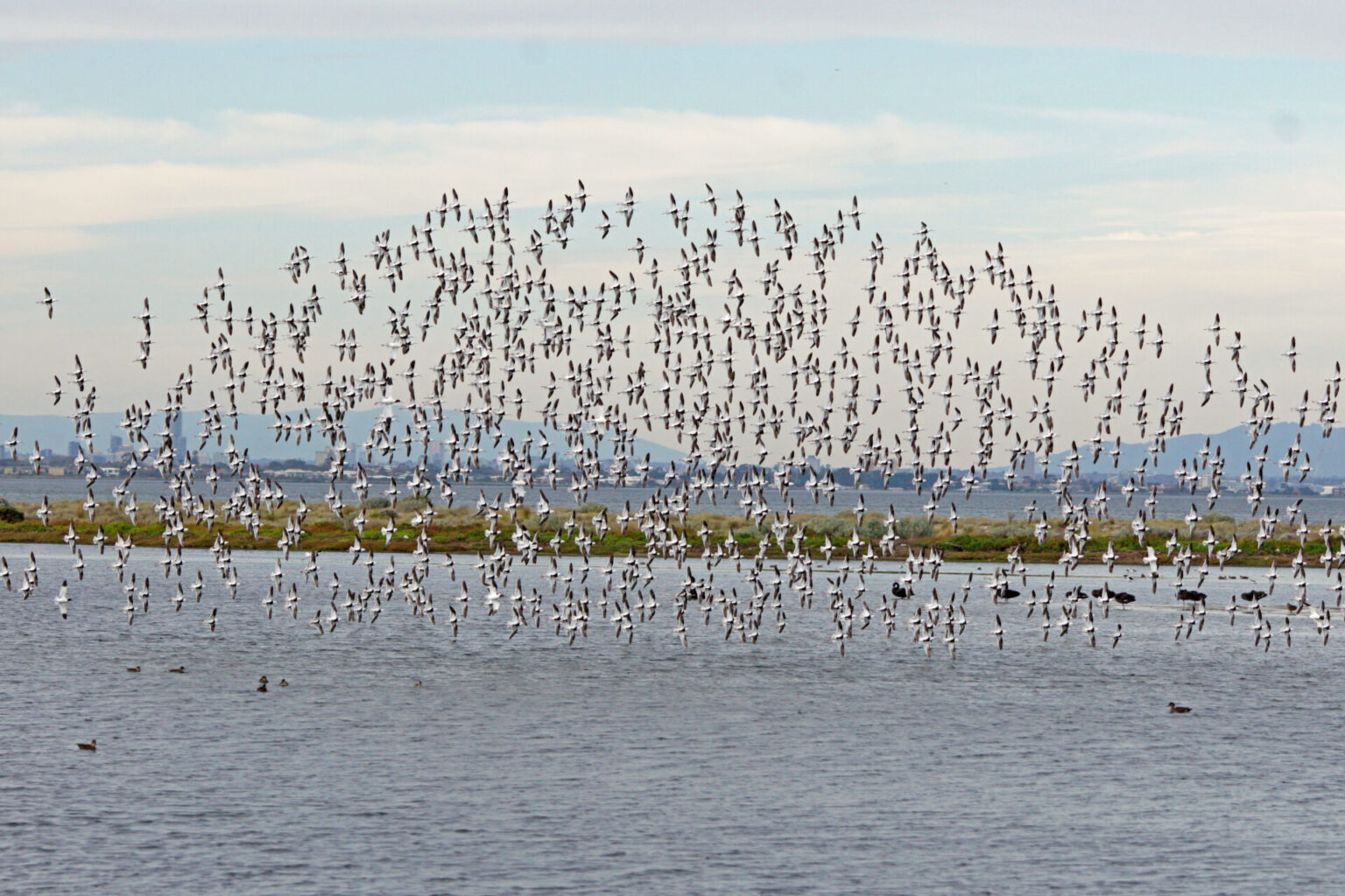 How to do a bird count or survey - BirdLife Australia
