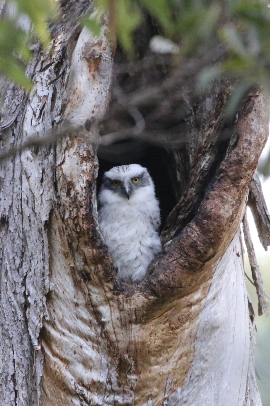 How Citizen Scientists Are Protecting Australia’s Powerful Owls ...