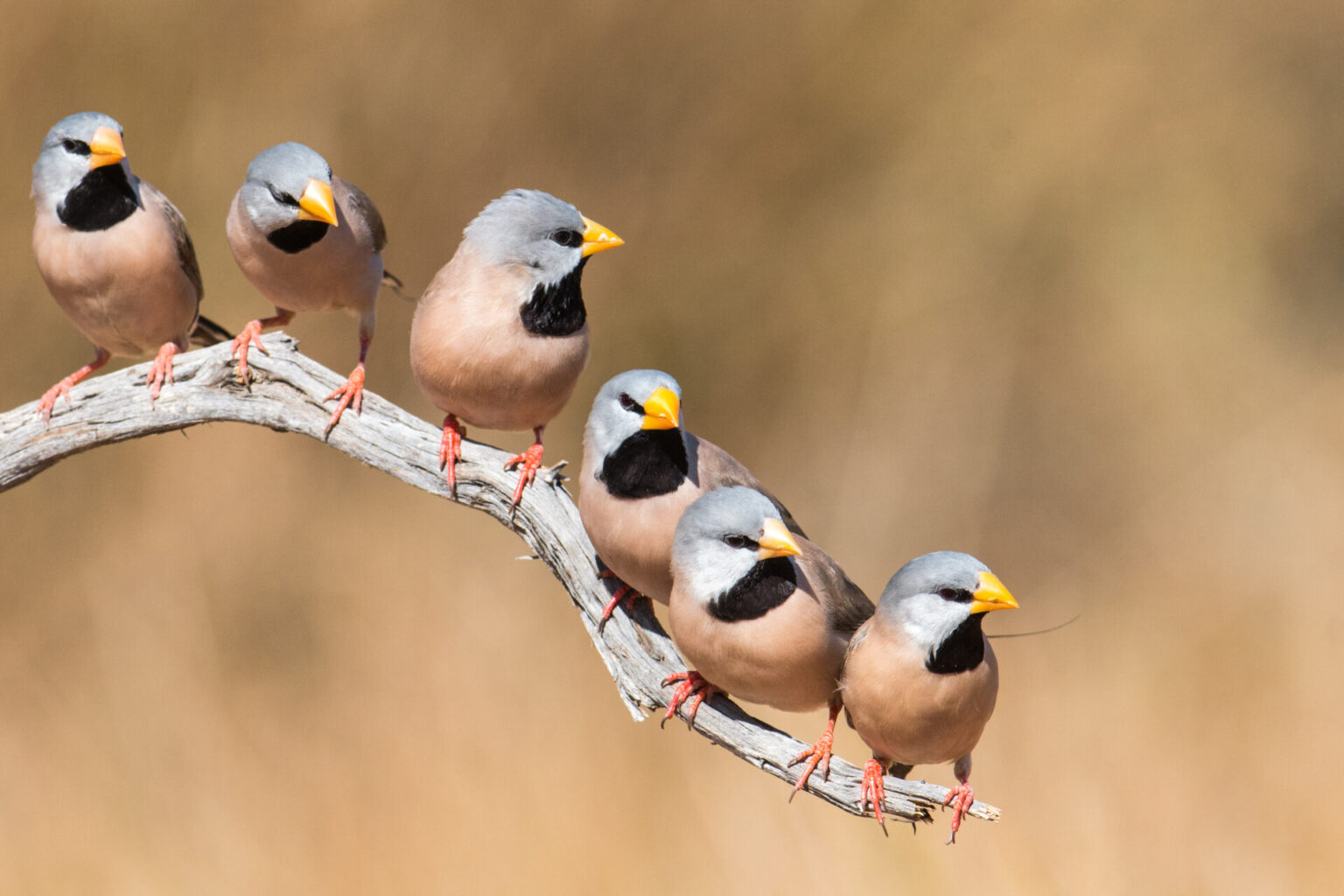 How to do a bird count or survey - BirdLife Australia