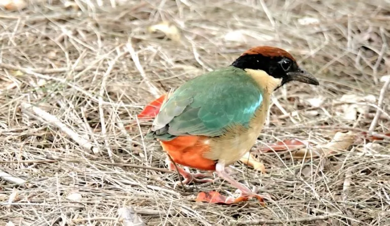 Eungella Bird Week 2025 - Report - BirdLife Australia