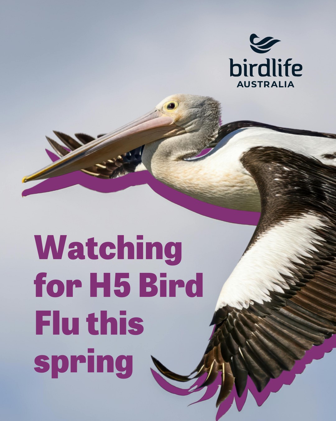 H5N1 Avian Influenza - BirdLife Australia