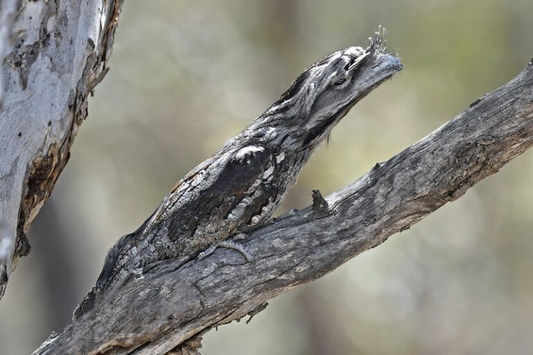 Why proposed rat poison reforms still won’t protect birds - BirdLife ...