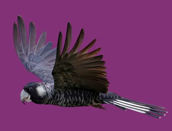Australian Bird of the Year 2025 - BirdLife Australia