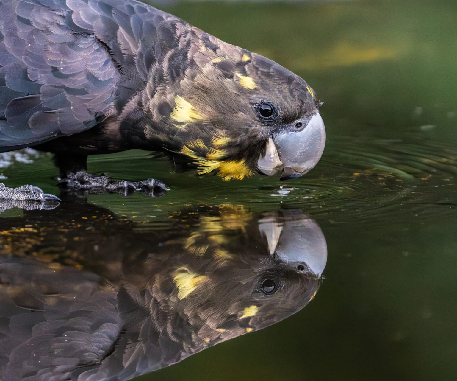 2025 BirdLife Australia Photography Awards finalists announced ...