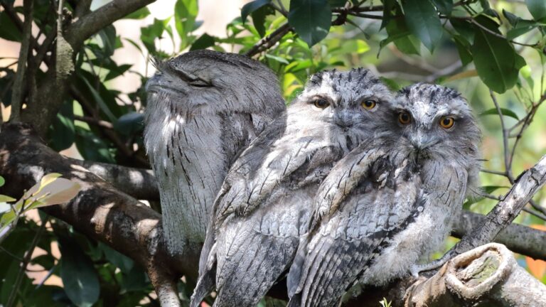 BirdLife Australia in the Media: December 2025 - BirdLife Australia