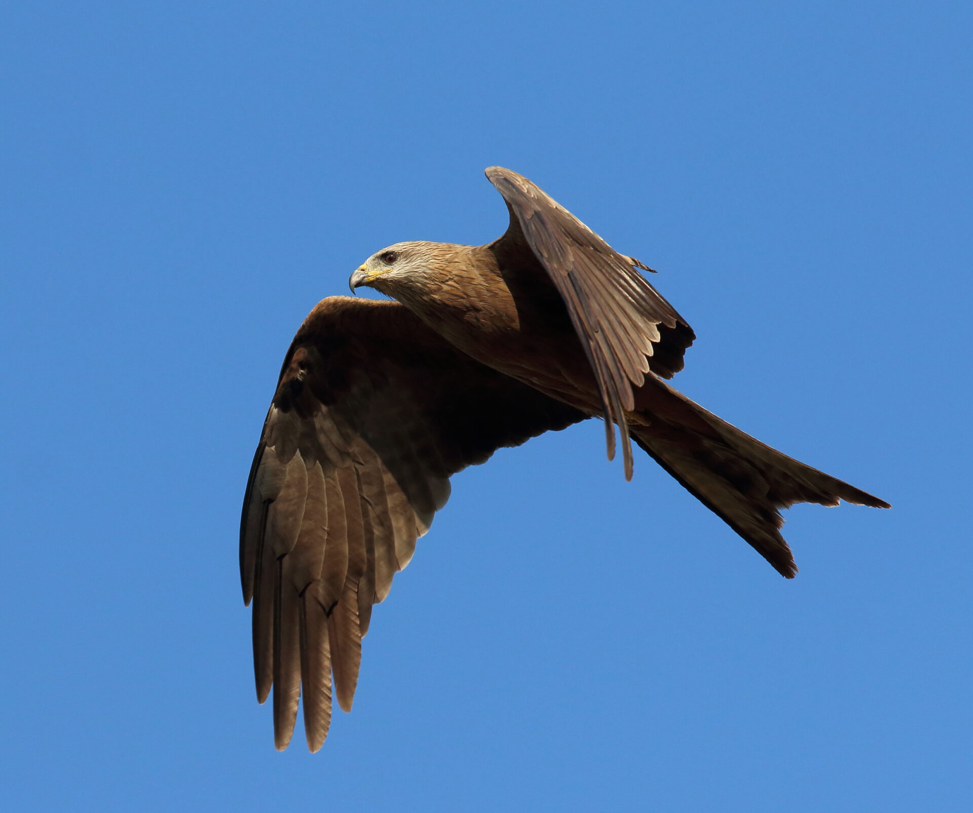 December Bird of the Month: Black Kite - BirdLife Australia