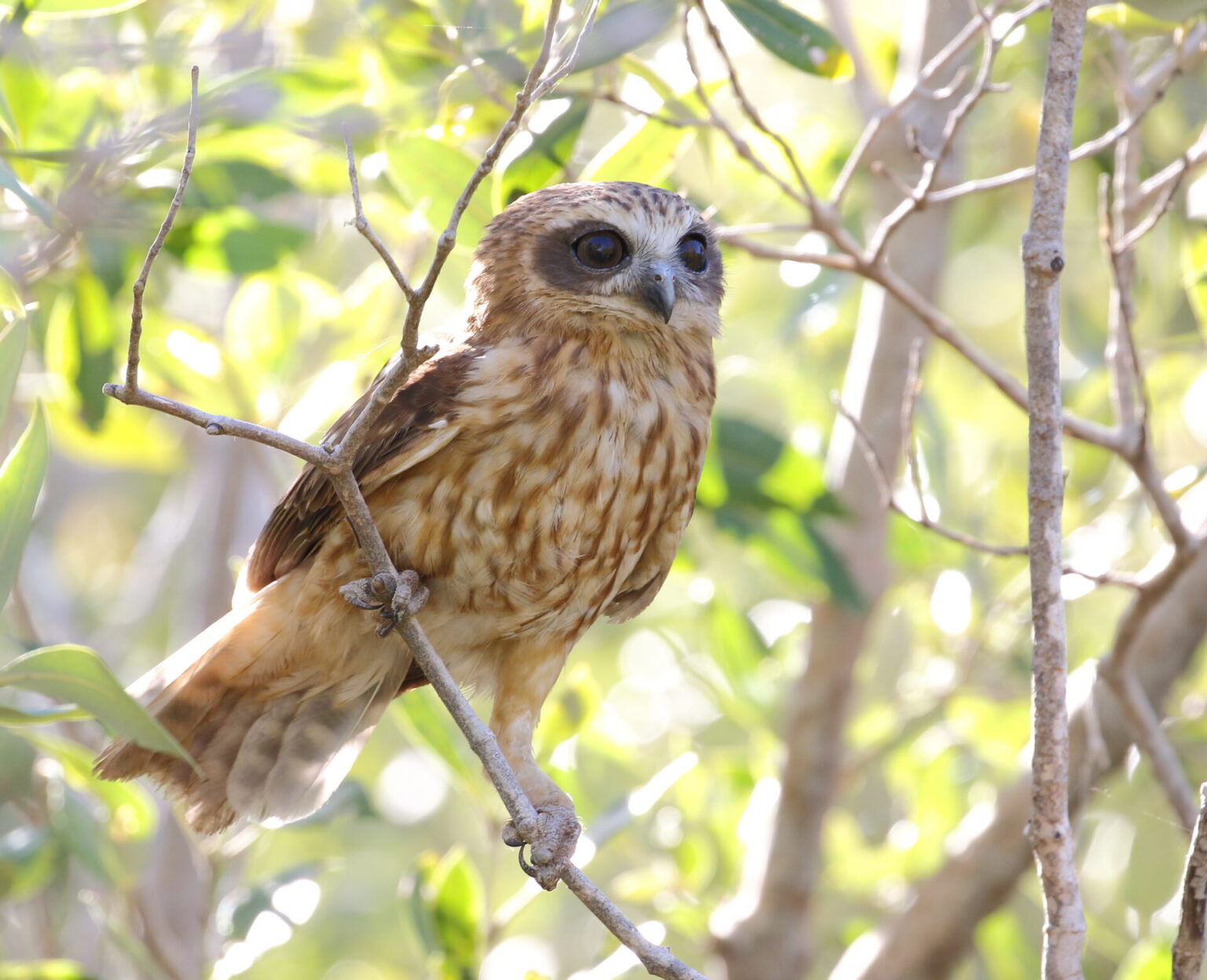 BirdLife Australia in the Media: December 2025 - BirdLife Australia