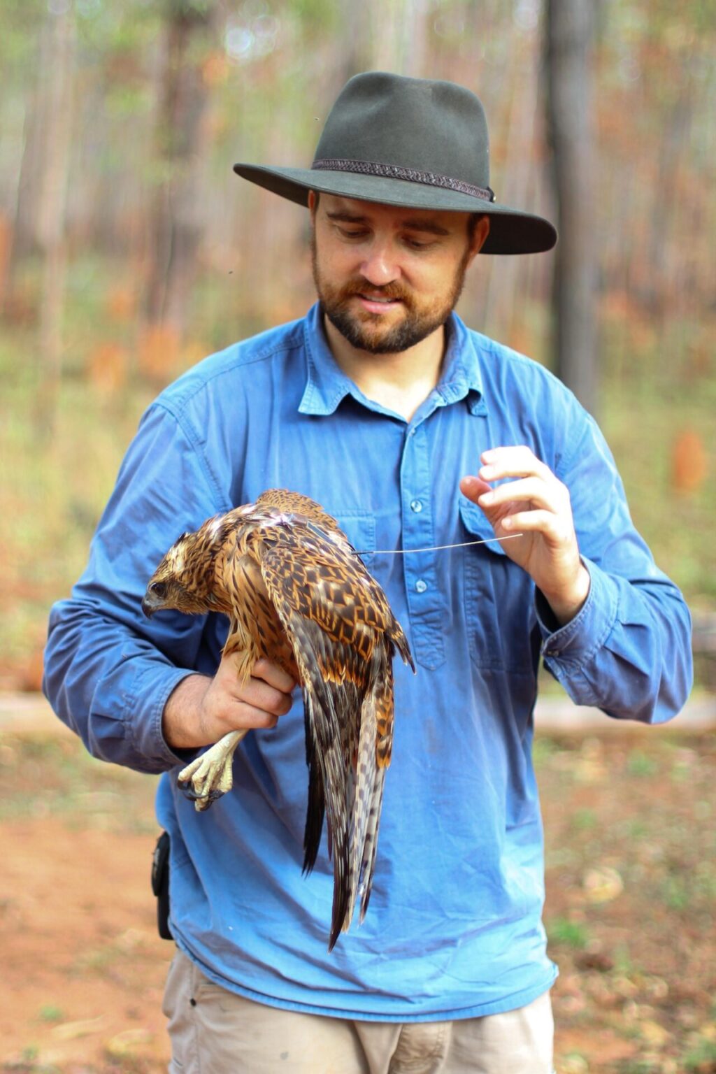 Seeing Red: Finding the Red Goshawk - BirdLife Australia