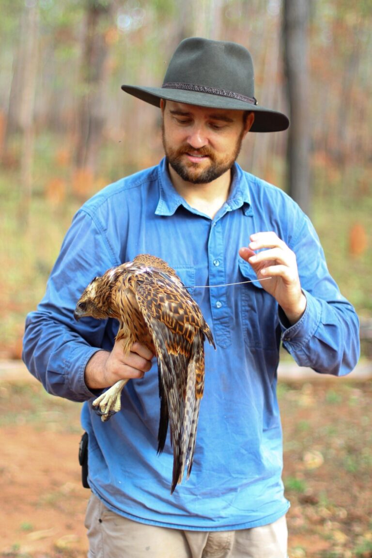 Seeing Red: Finding the Red Goshawk - BirdLife Australia
